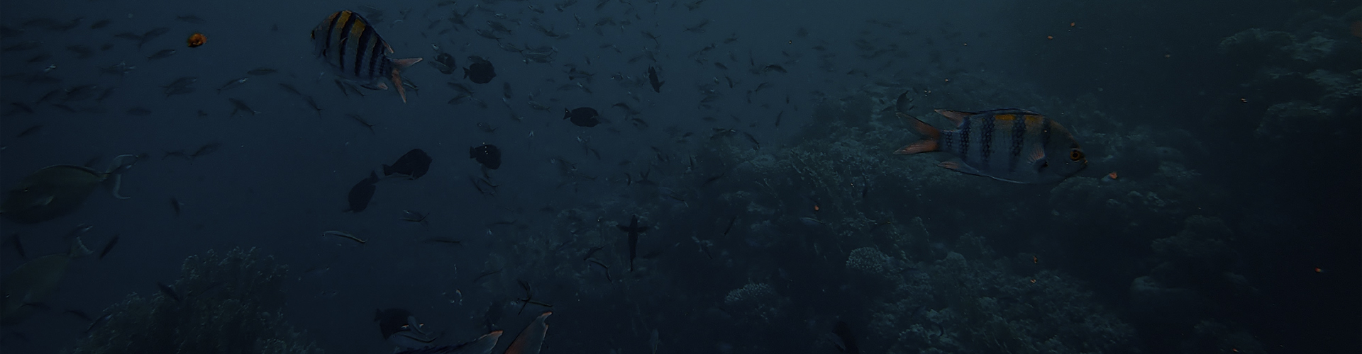 Interactive Ocean Map Web App Development - Azoft