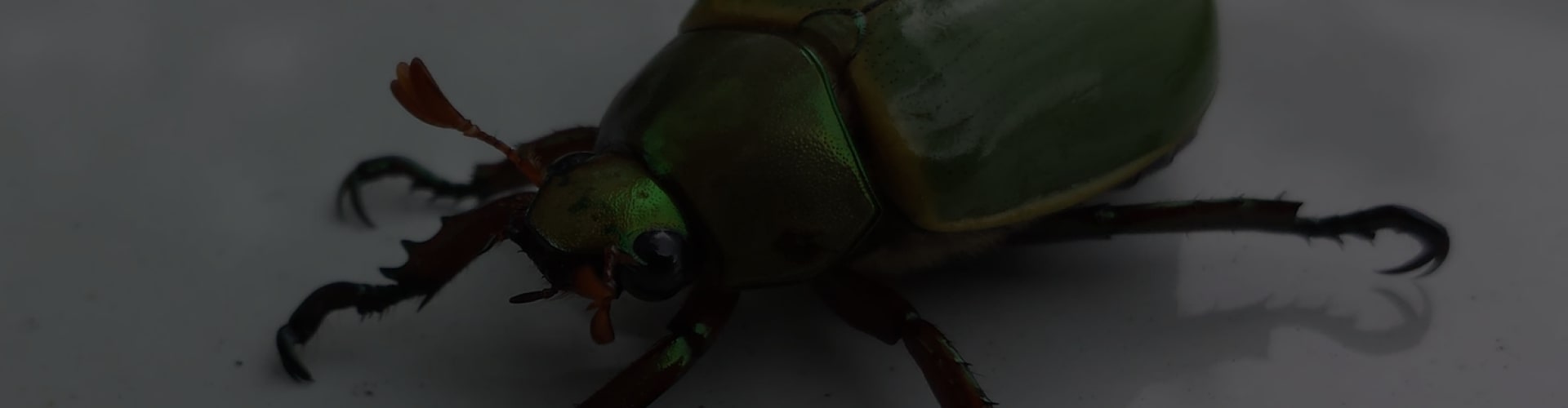 Bugs In Software Application Testing Errors Flaws And Faults Azoft 7088